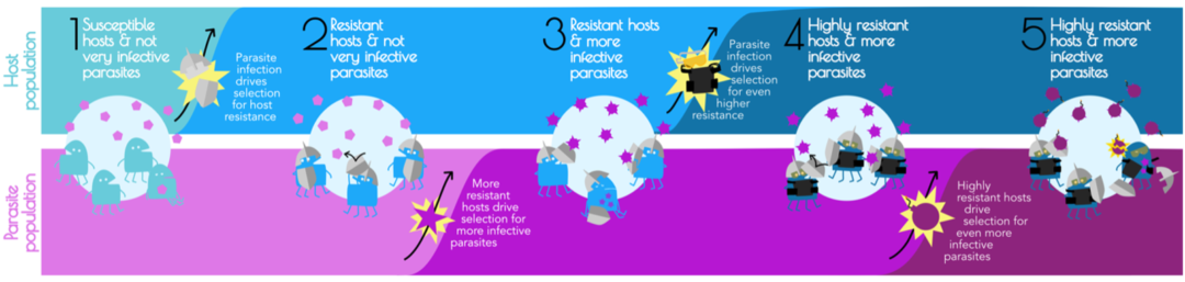 Understanding models of host-parasite coevolution - ESEB | JEB Blog