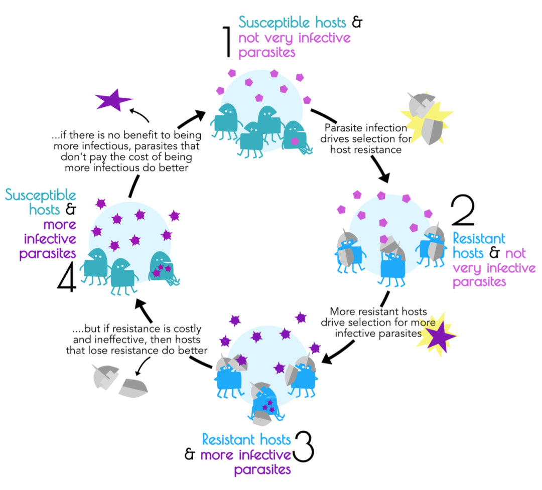 Understanding models of host-parasite coevolution - ESEB | JEB Blog